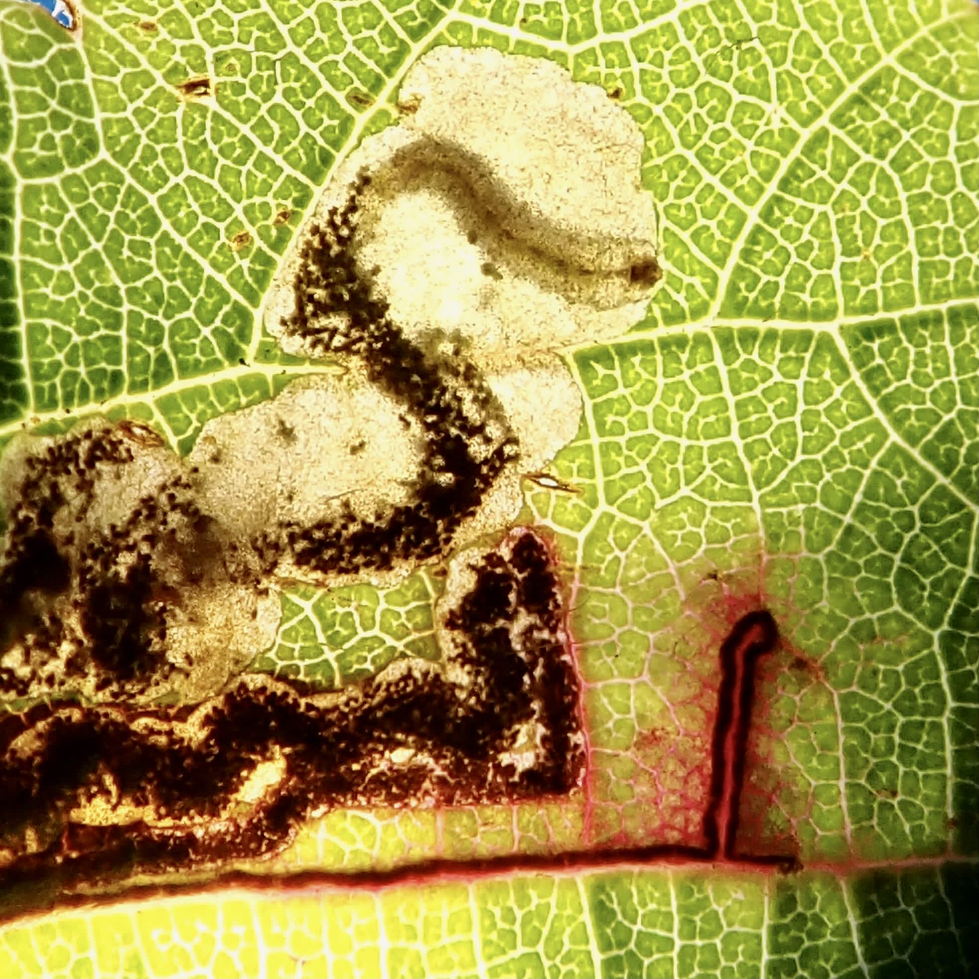 Stigmella aurella | Somerset Moths