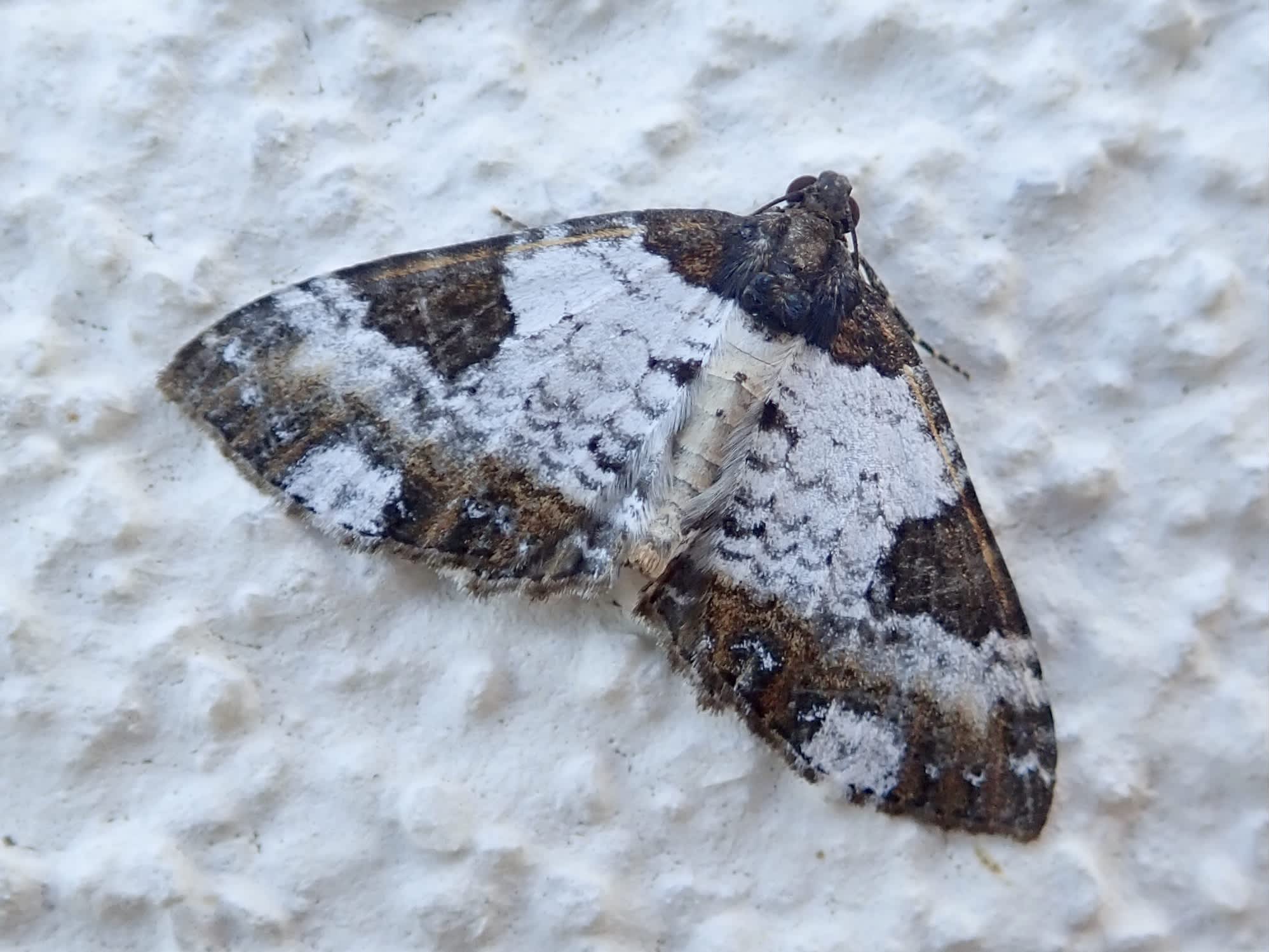Pretty Chalk Carpet | Somerset Moths
