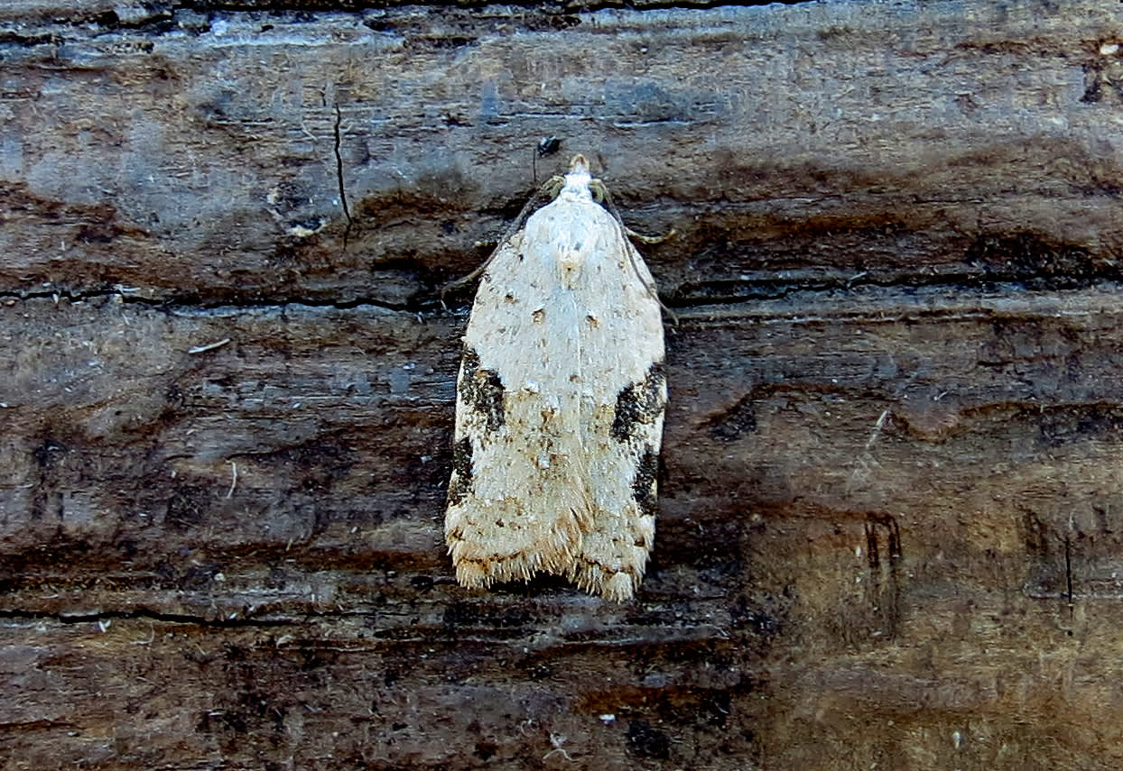 Acleris kochiella | Somerset Moths
