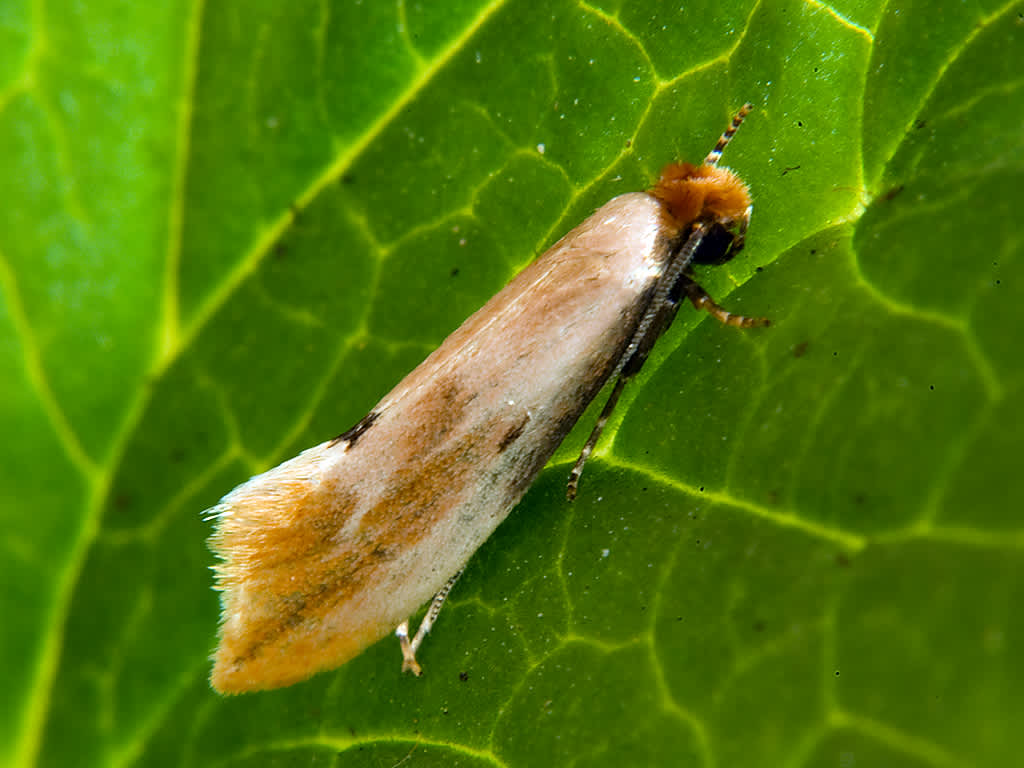 Tinea semifulvella | Somerset Moths