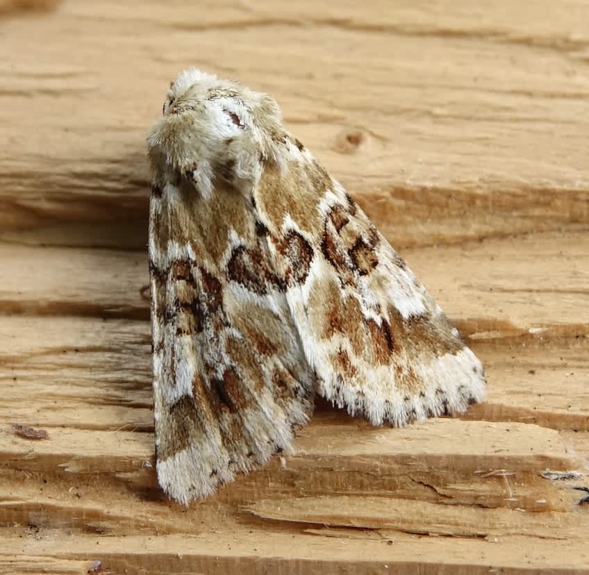 Dusky Sallow | Somerset Moths