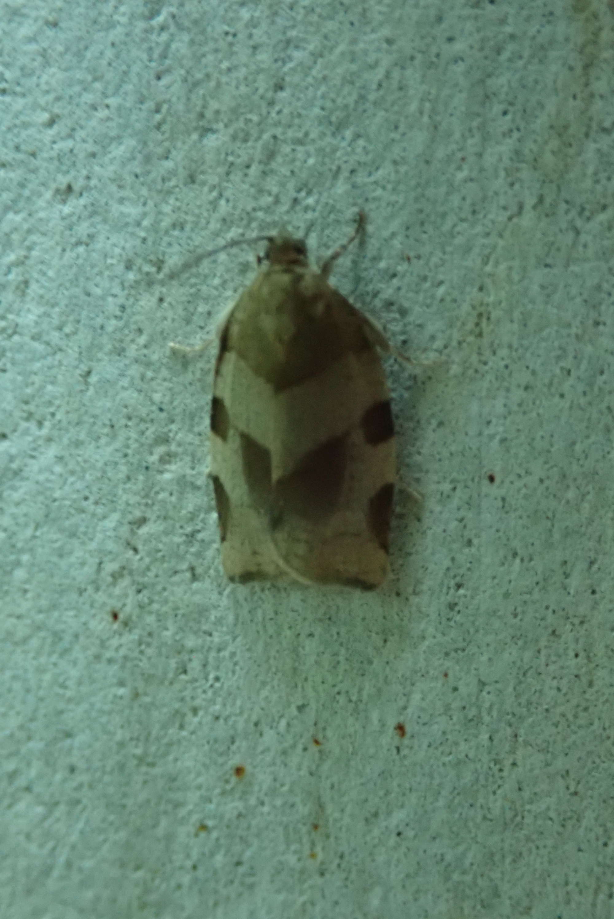 Choristoneura hebenstreitella | Somerset Moths