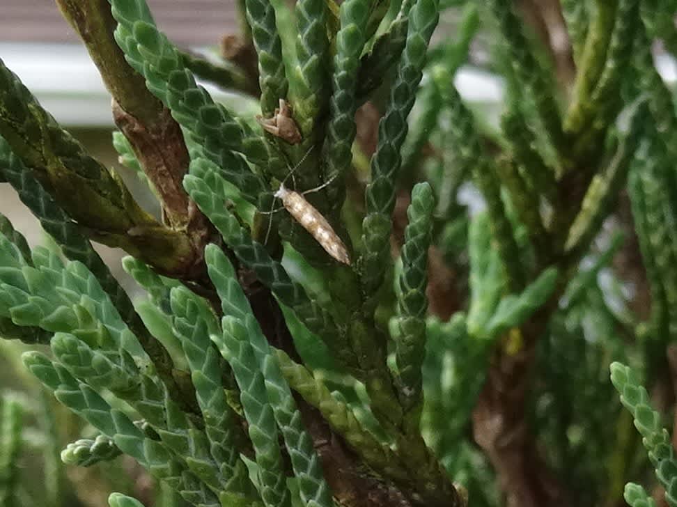 Argyresthia cupressella | Somerset Moths