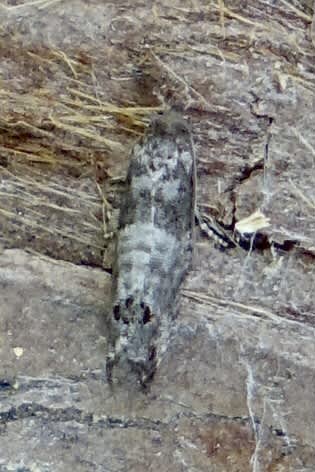 Spilonota ocellana | Somerset Moths