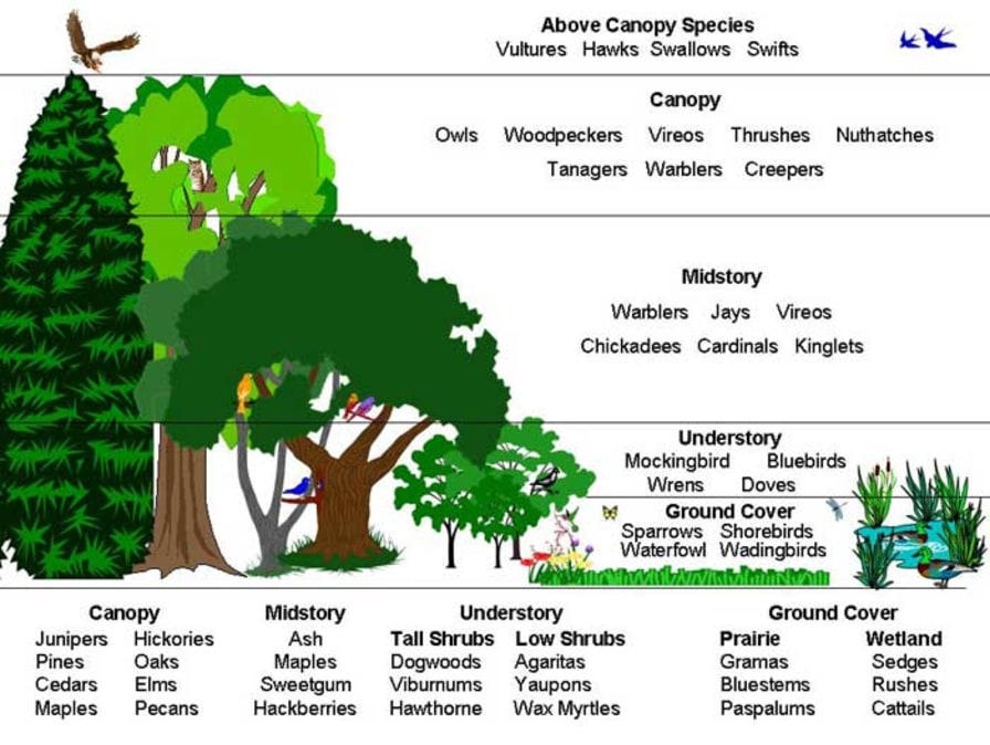 Ecosystem Lesson High School