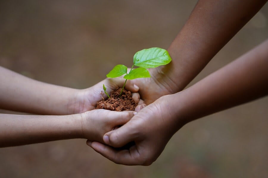 Engaging Lesson Plan: Discovering 'The Giving Tree'