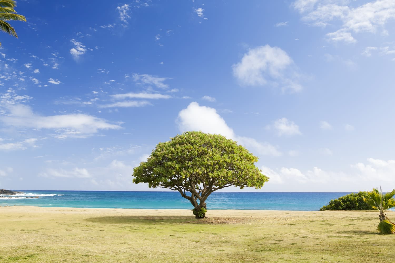 Importance of Trees: Guardian of Environment & Sustainable Resources