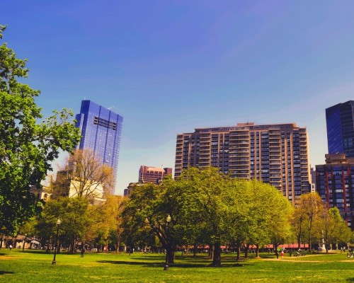 Why Cities Need Trees Quiz Forestnation