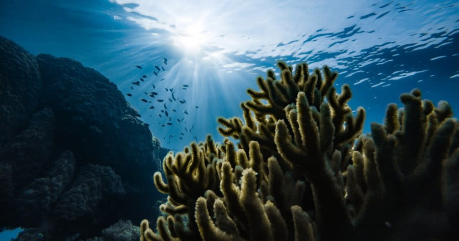 Uncovering the Role of Trees in Ocean Sustainability