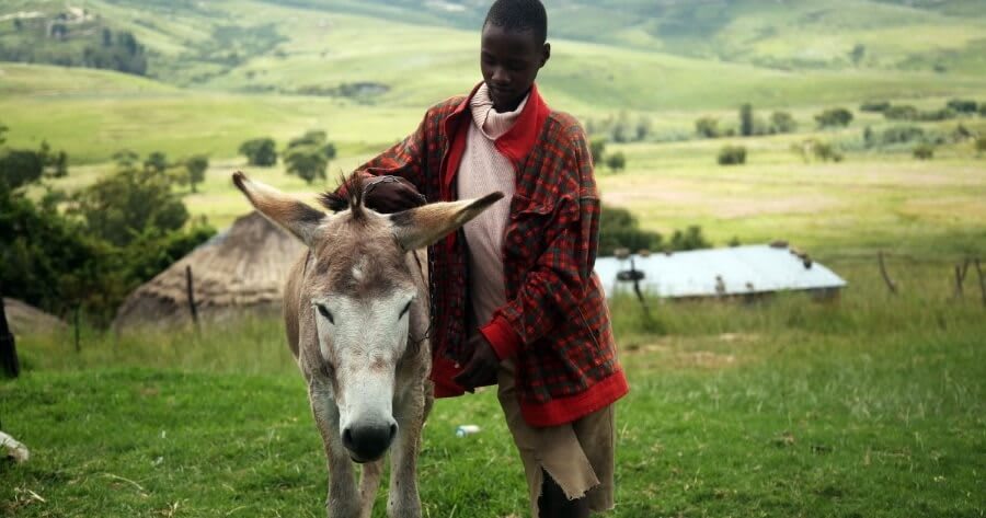 Exploring Goal 15: The Crucial Role of Trees in Life On Land