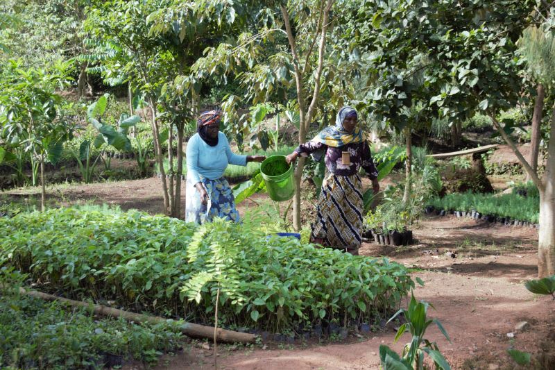 Solution Groups’ Success Story: Winning Clients by Gifting Forests