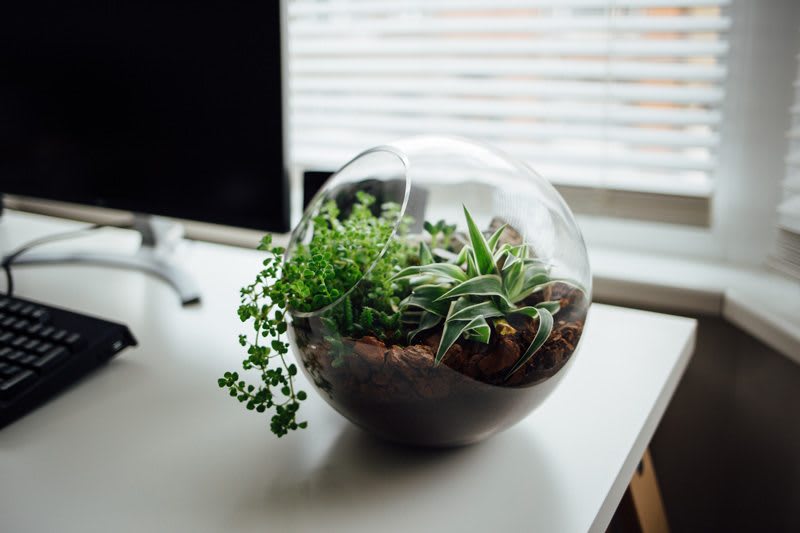 Boost Productivity with Indoor Plants in the Workplace