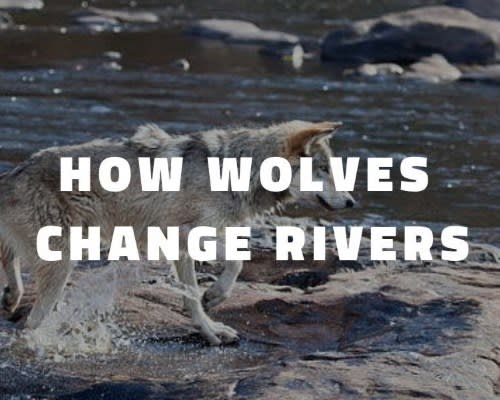 How Wolves Change Rivers - Wise Up with ForestPlay Quiz