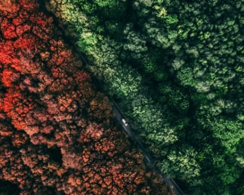 4 Types of Forest - ForestNation