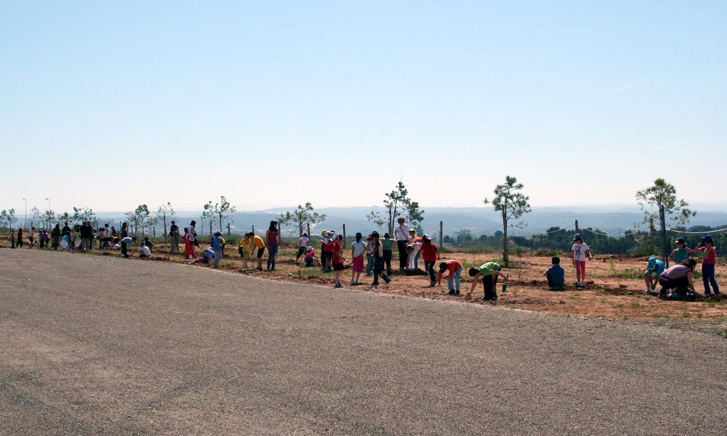 The Environmental Importance of Trees: Providing Oxygen and Absorbing ...