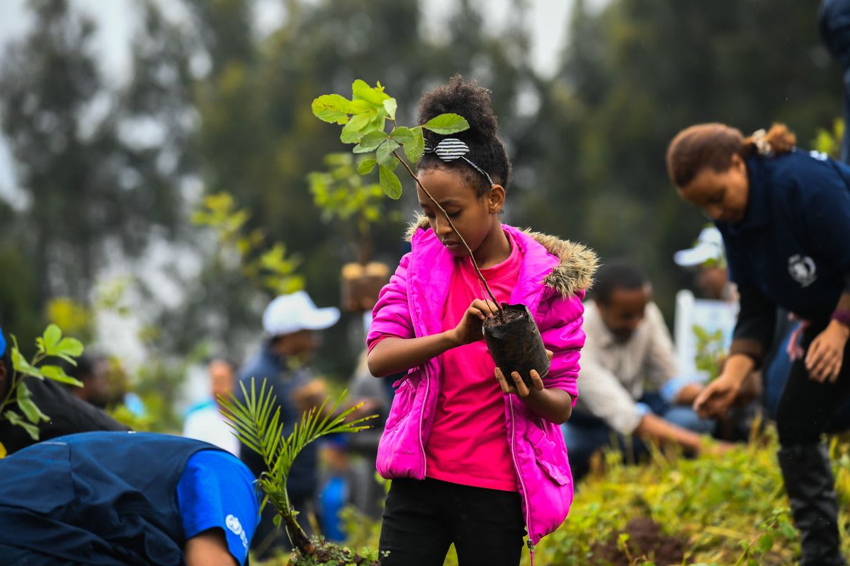 Are Governments Reforesting Your Future?