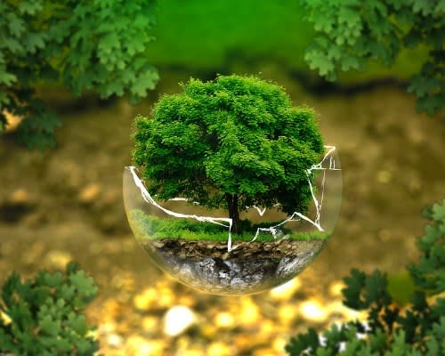 Why Are Trees So Effective? - ForestNation