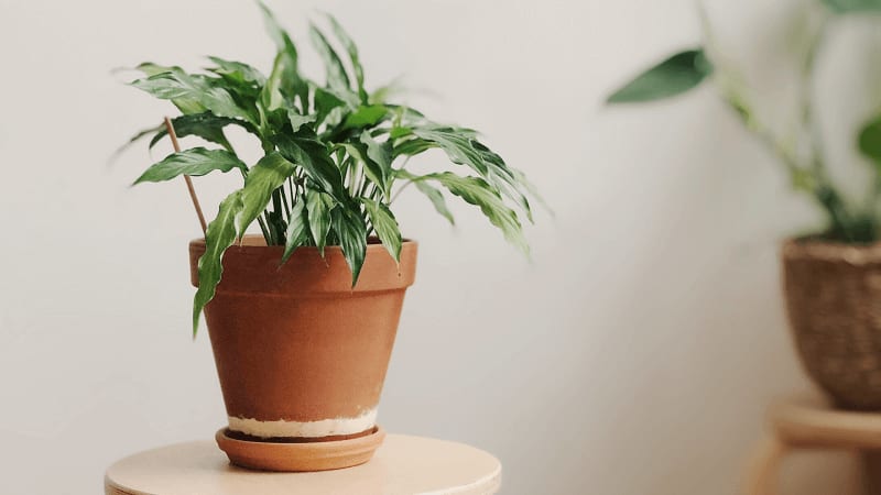 6 Low-Maintenance Plants for the Lazy Plant Parent