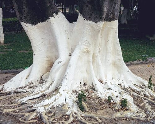 Why are Trees Painted White? - ForestPlay Quiz