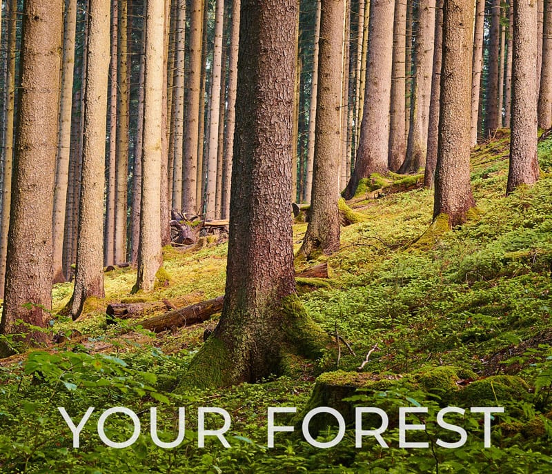 Empower Your Corporate Goals with ForestNation's 'Pledge to Plant'