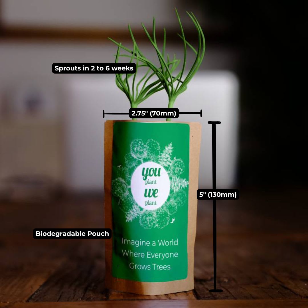 Happy Anniversary, 50th Anniversary