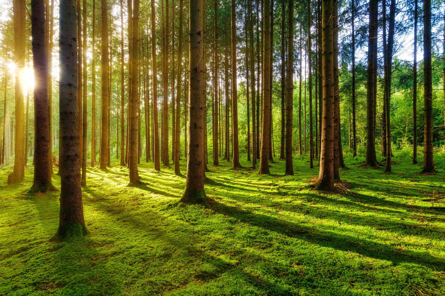 Eco-Friendly Living: 5 Simple Ways to CutPaper Waste - ForestNation