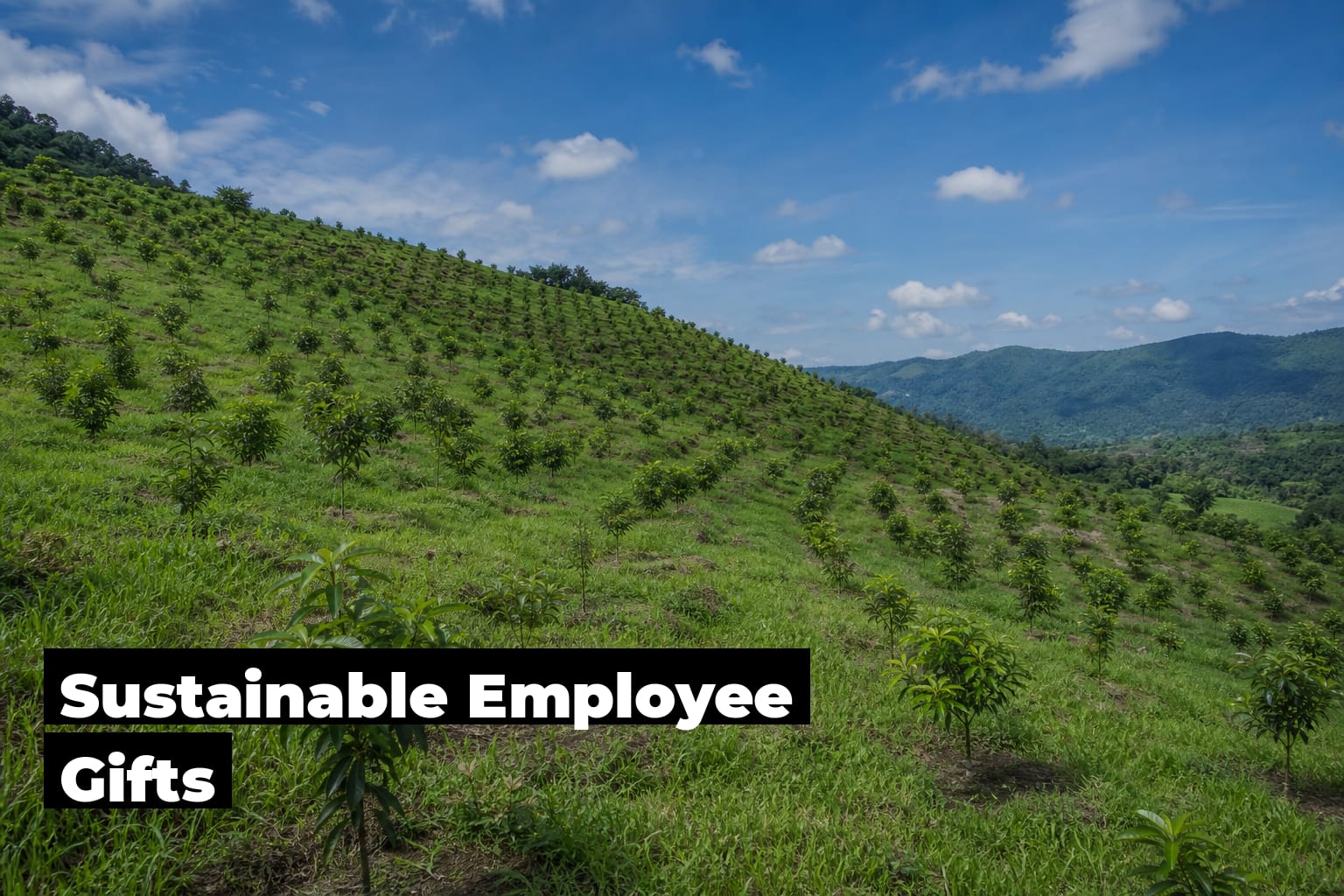 Sustainable Employee Gifts — What Actually Holds Up