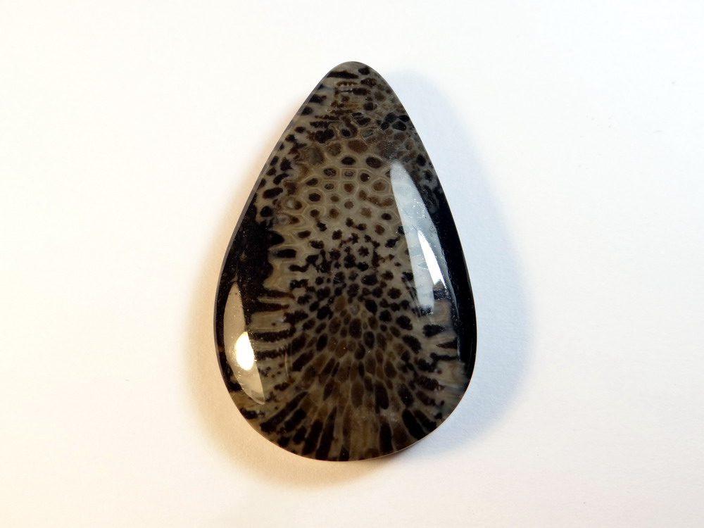 Lake Huron Cladopora fossil cabs | Rock Tumbling Hobby