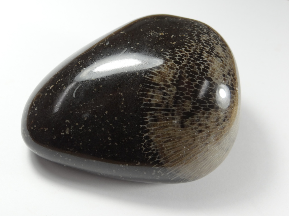 Charlevoix stone (favosite) | Rock Tumbling Hobby