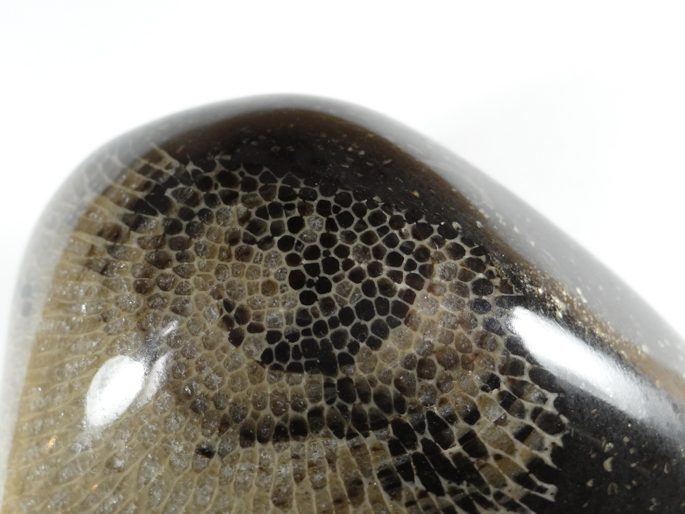 Charlevoix stone (favosite) | Rock Tumbling Hobby