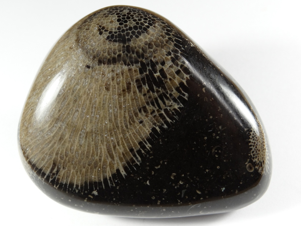 Charlevoix stone (favosite) | Rock Tumbling Hobby