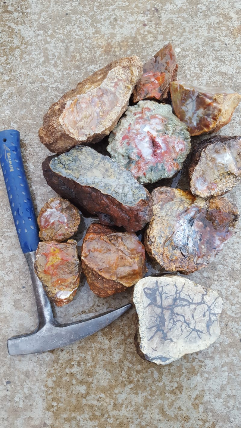 CUTTING COPROLITE (SOLD) | Rock Tumbling Hobby