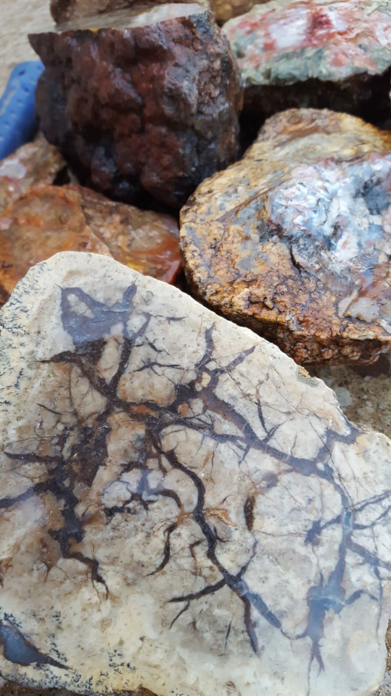 CUTTING COPROLITE (SOLD) | Rock Tumbling Hobby