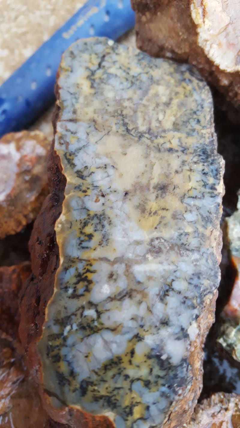 CUTTING COPROLITE (SOLD) | Rock Tumbling Hobby