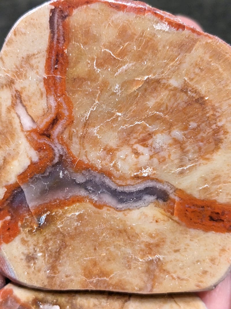COPROLITE | Rock Tumbling Hobby