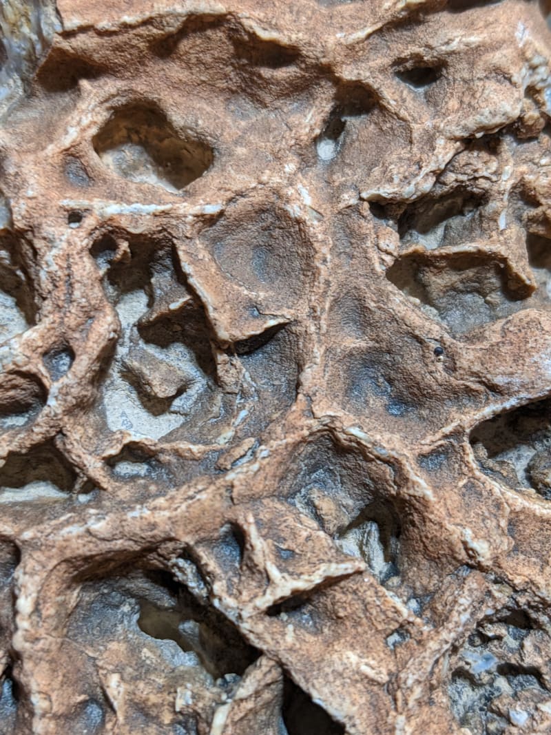 COPROLITE | Rock Tumbling Hobby