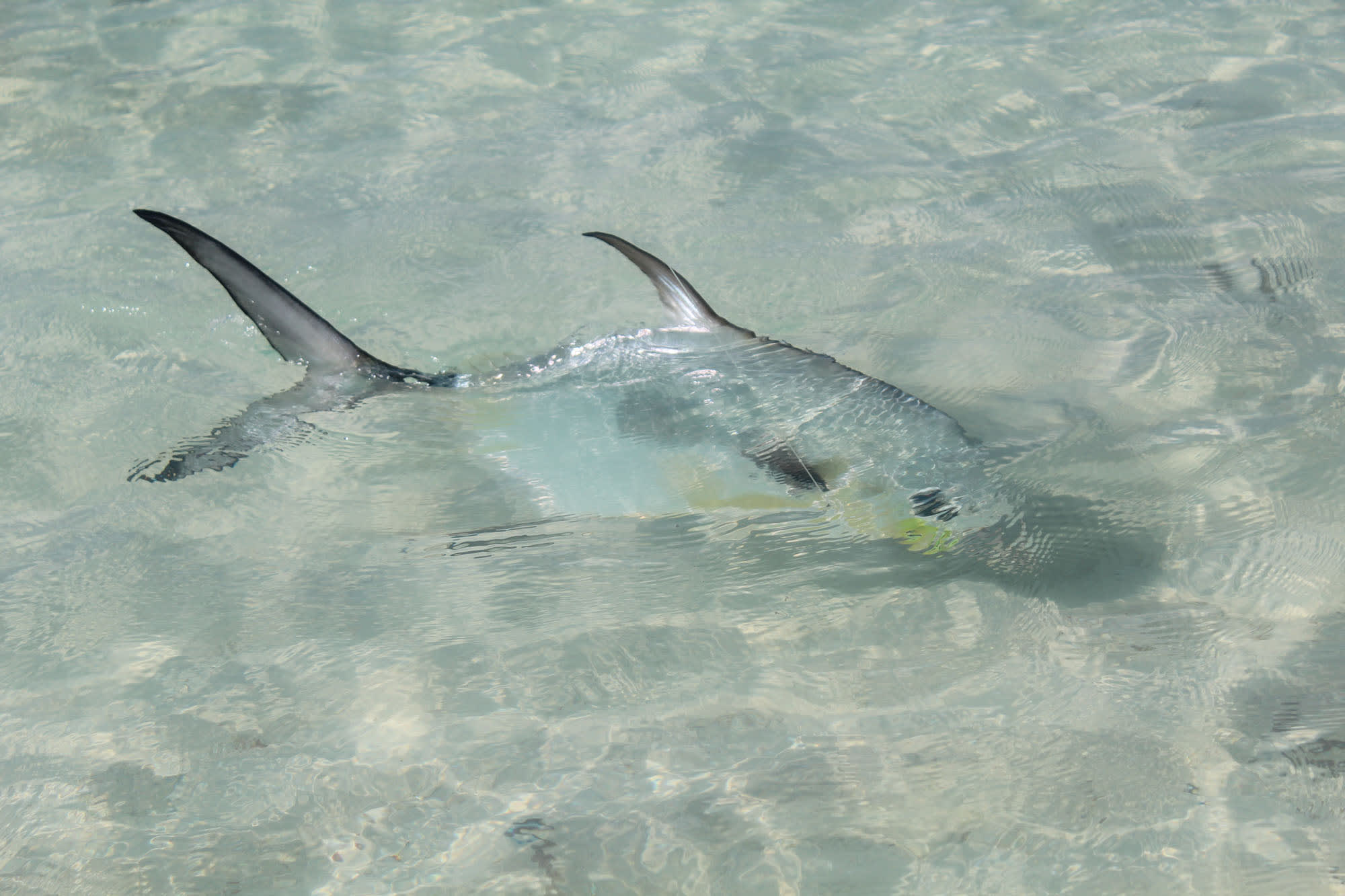 Playa Larga Cuba Fly Fishing | Fly Fish Playa Larga Cuba