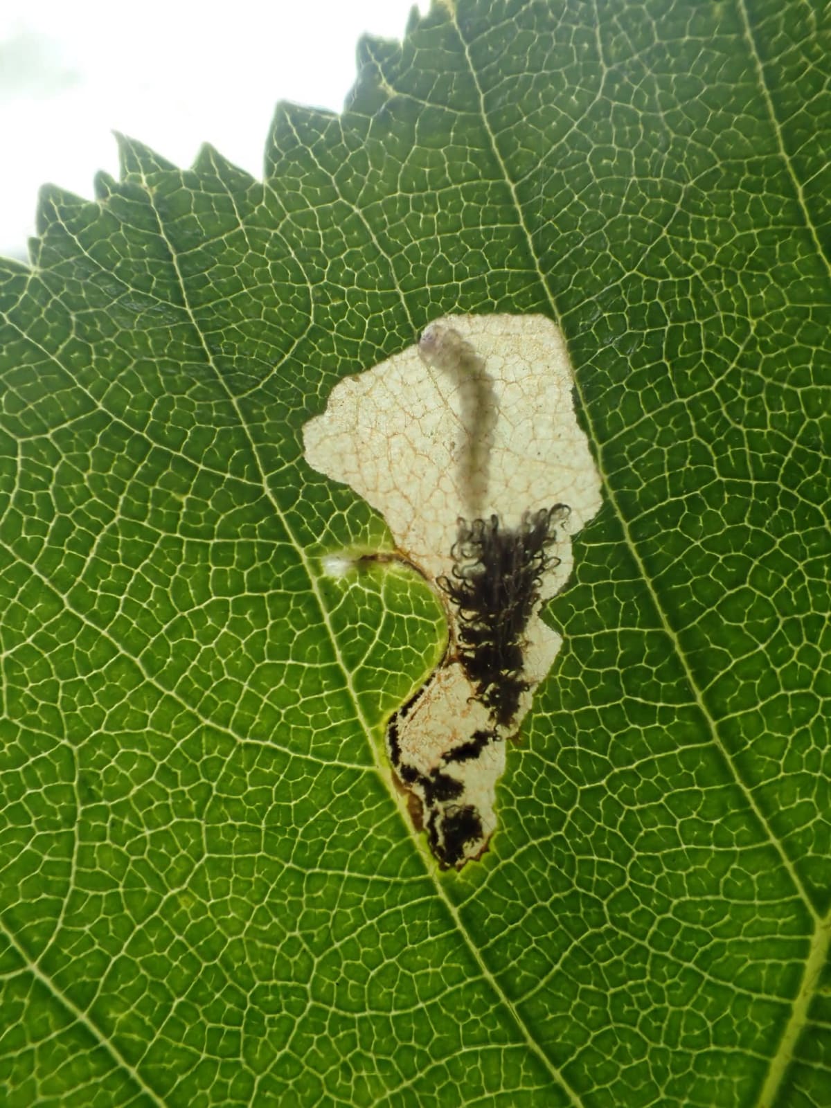 Eriocrania salopiella | Kent Moths
