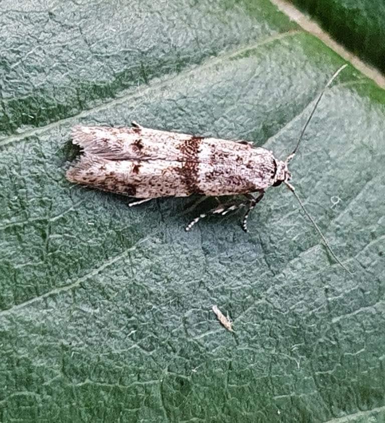 Blastobasis rebeli | Kent Moths