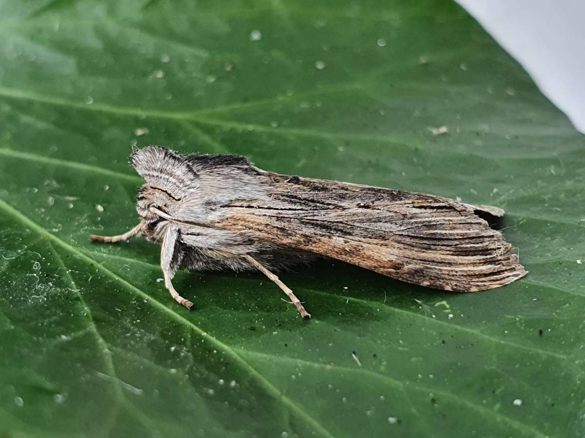 Chamomile Shark | Kent Moths