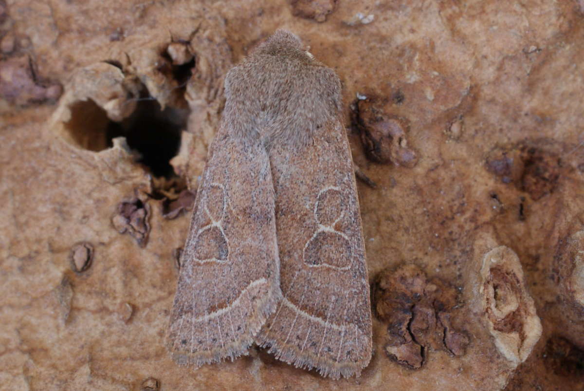 Common Quaker | Kent Moths