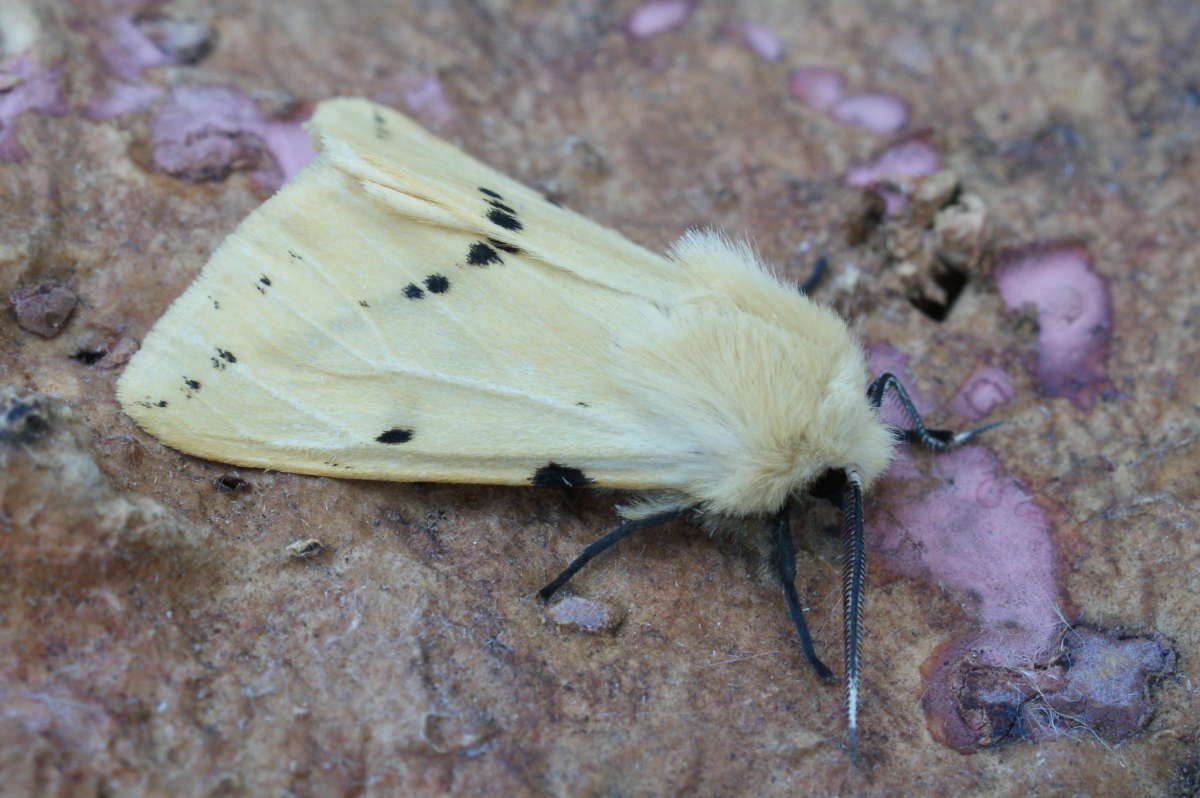 Buff Ermine | Kent Moths