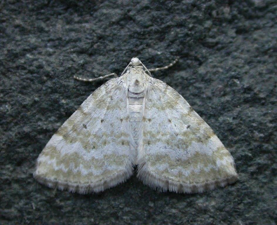 Grass Rivulet | Kent Moths