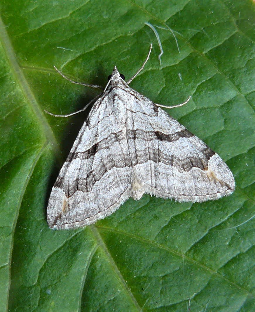 Lesser Treble-bar | Kent Moths