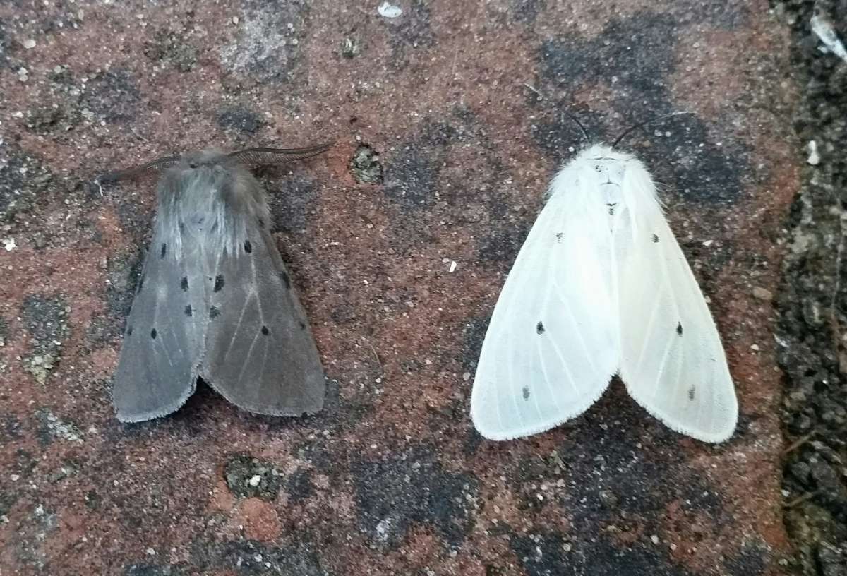 Muslin Moth | Kent Moths