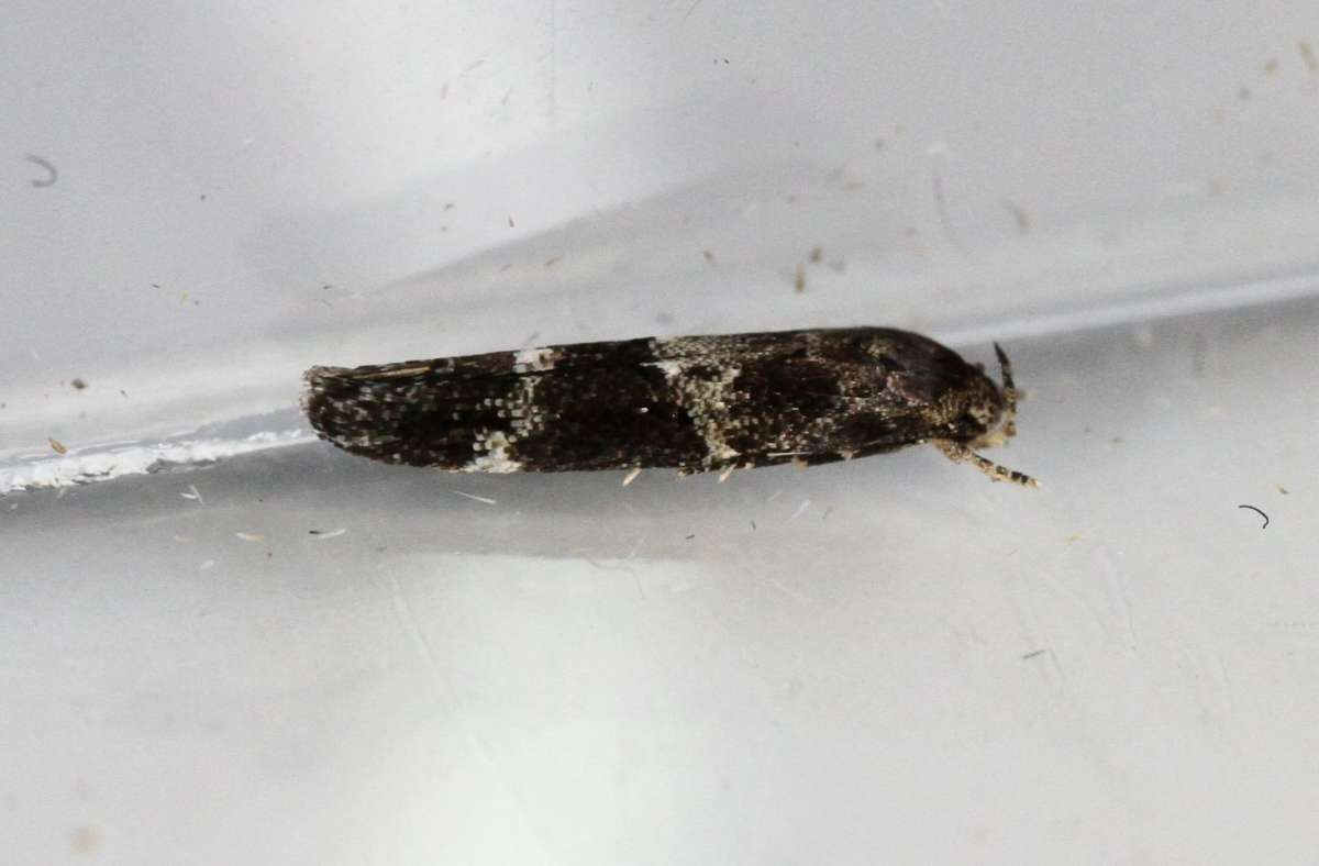 Mompha subbistrigella | Kent Moths