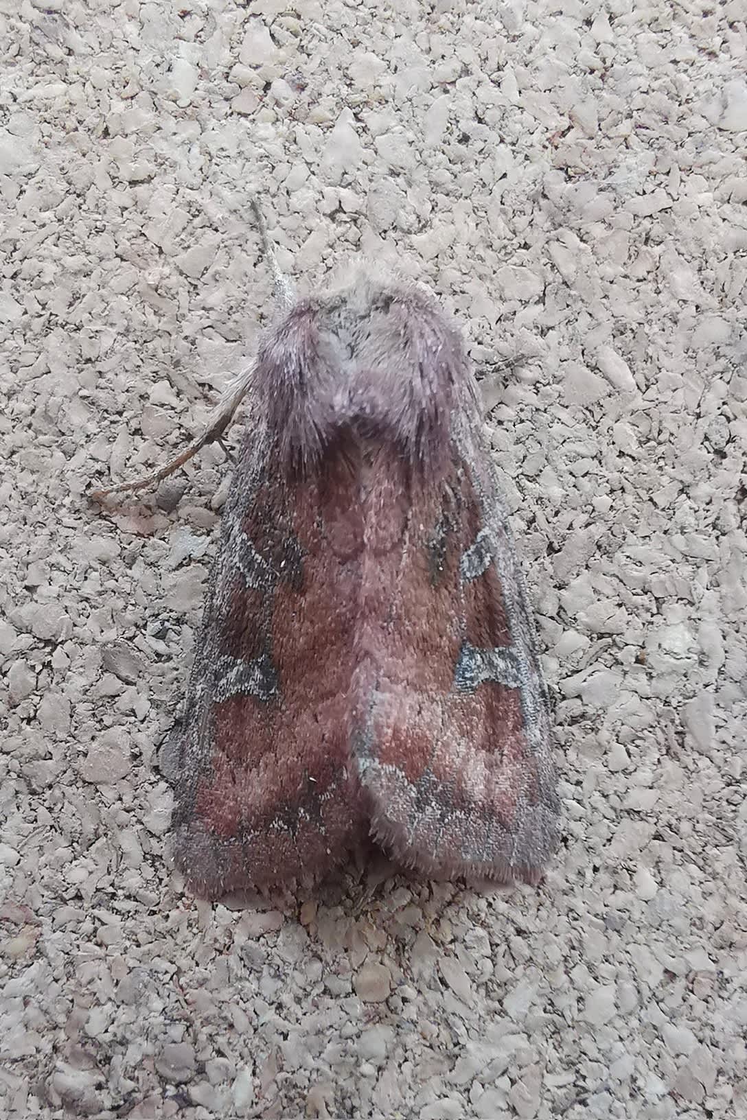 Splendid Brocade | Kent Moths