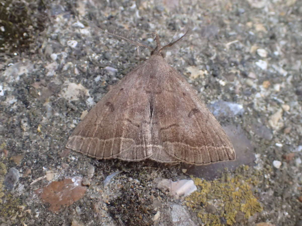Plumed Fan-foot | Kent Moths