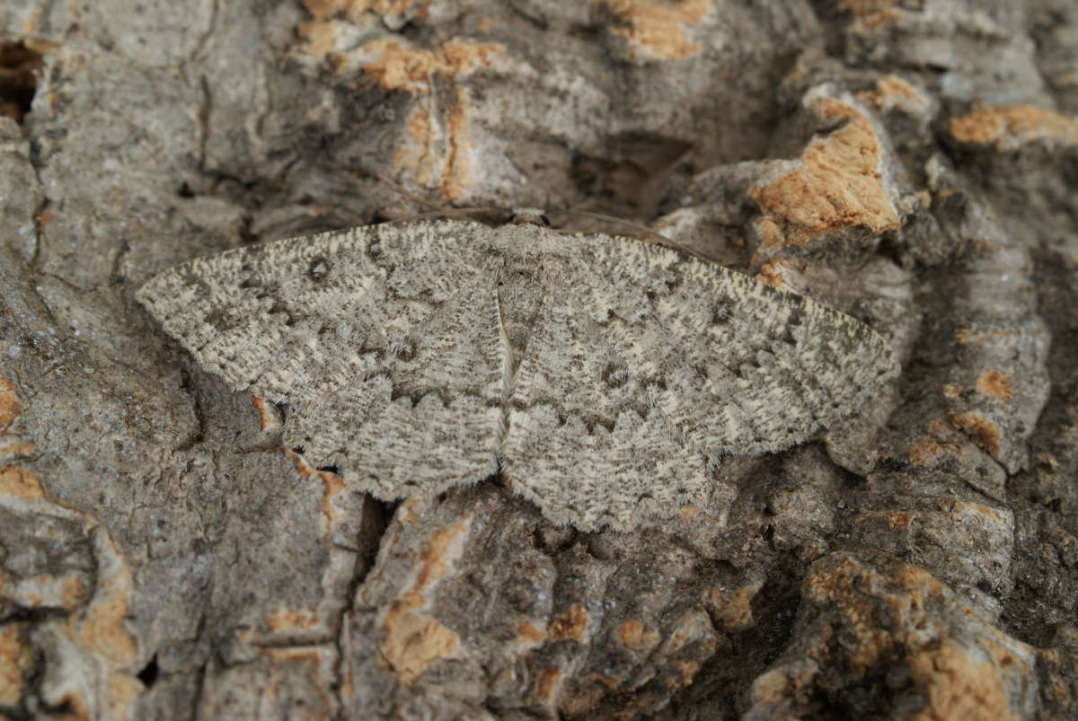 The Annulet | Kent Moths