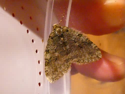 November Moth | Kent Moths